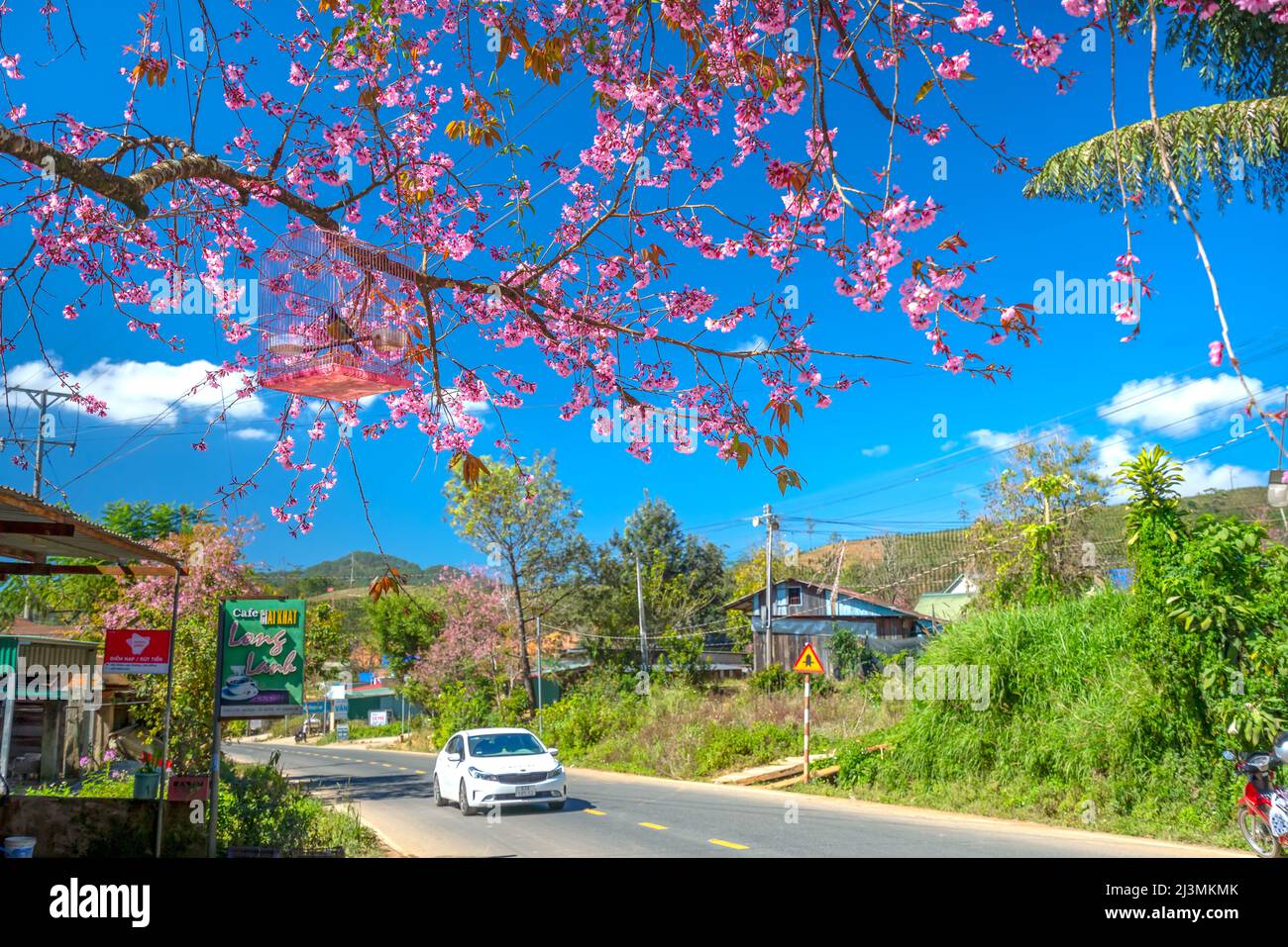Traffic on the country road with a foreground of cherry blossom merges ...