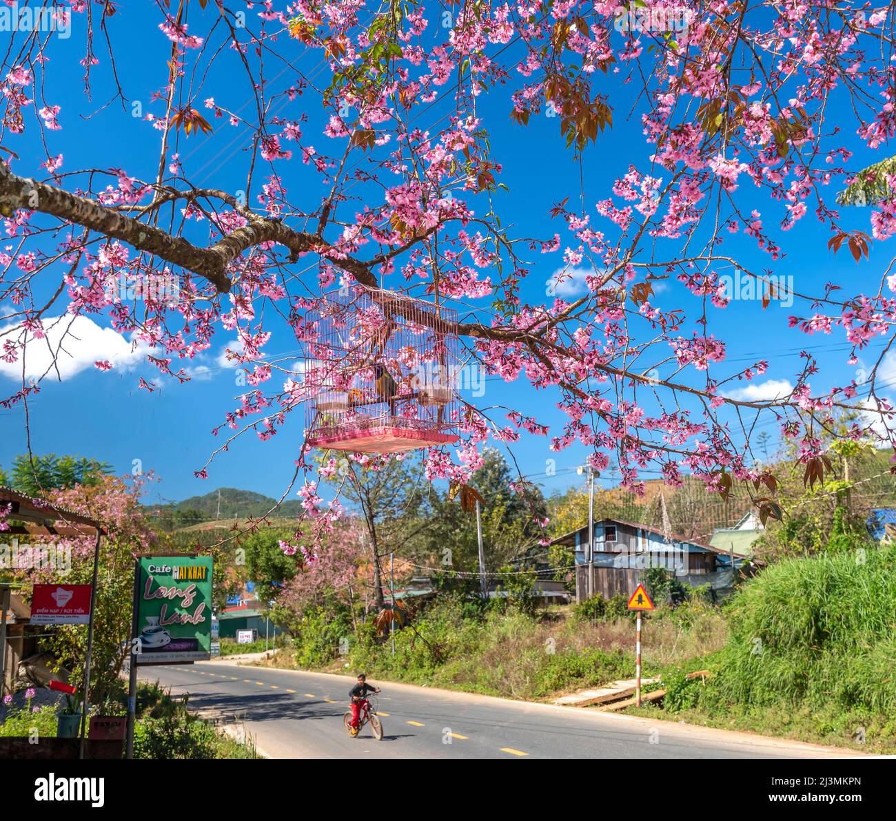 Traffic on the country road with a foreground of cherry blossom merges ...