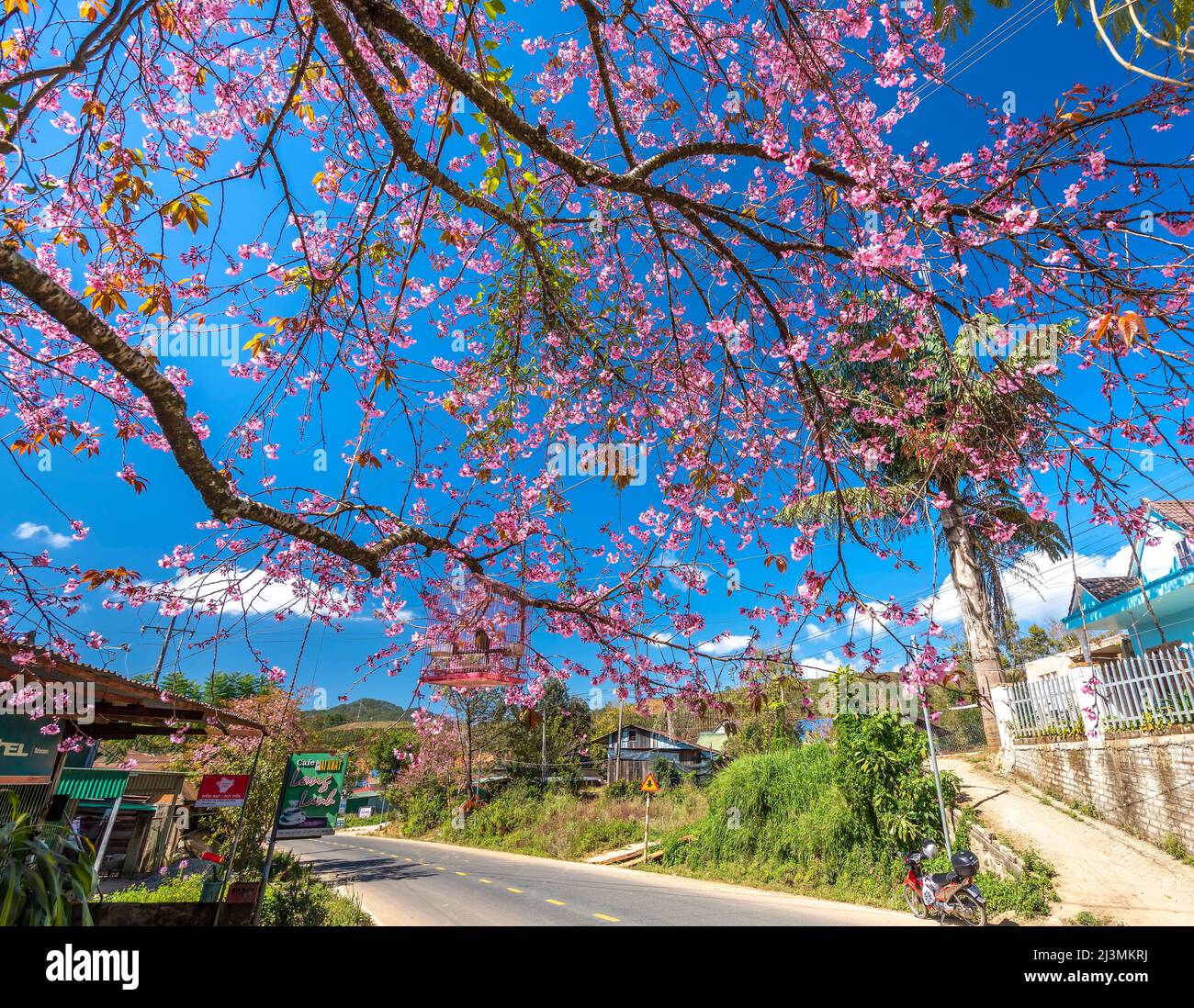Traffic on the country road with a foreground of cherry blossom merges ...