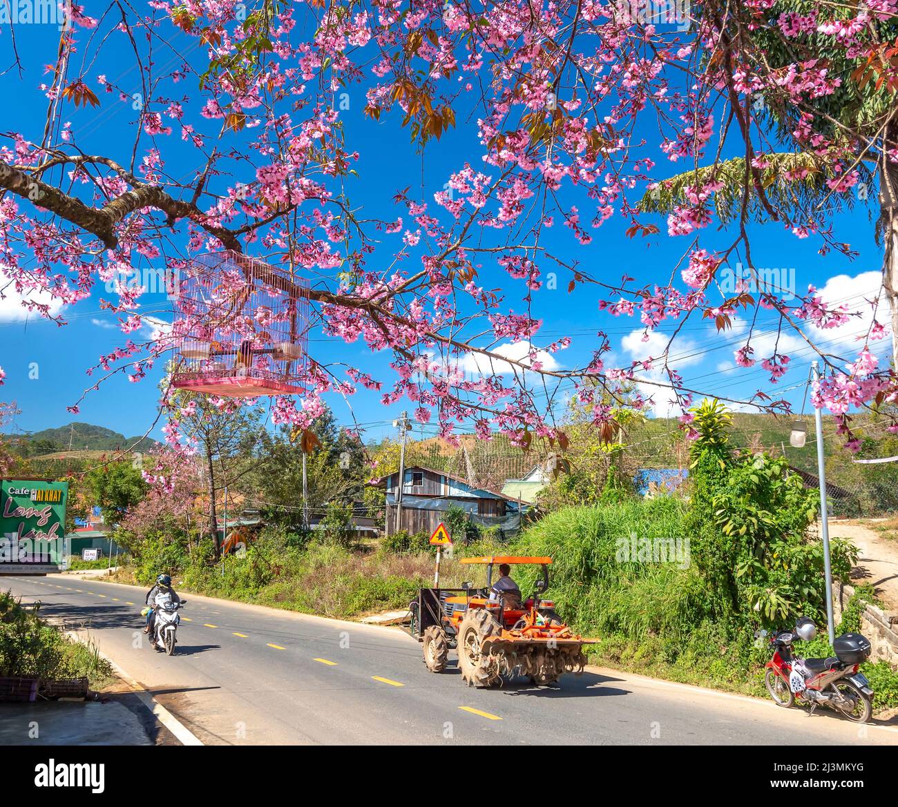 Traffic on the country road with a foreground of cherry blossom merges ...