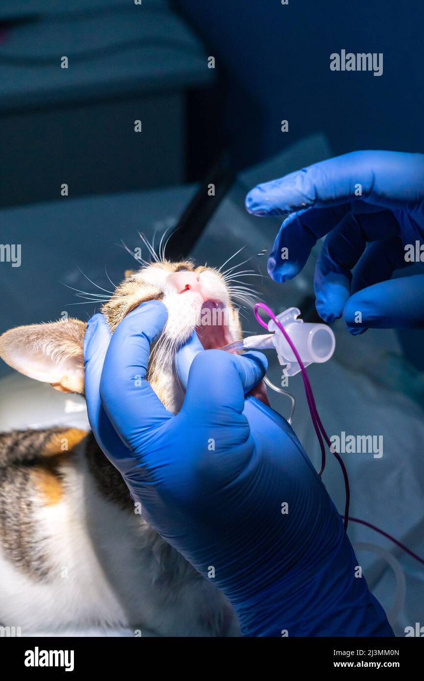 Endotracheal intubation in a sedated cat before a surgery Stock Photo ...