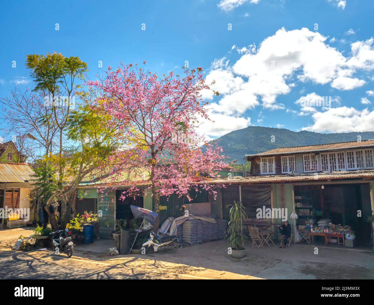Traffic on the country road with a foreground of cherry blossom merges ...