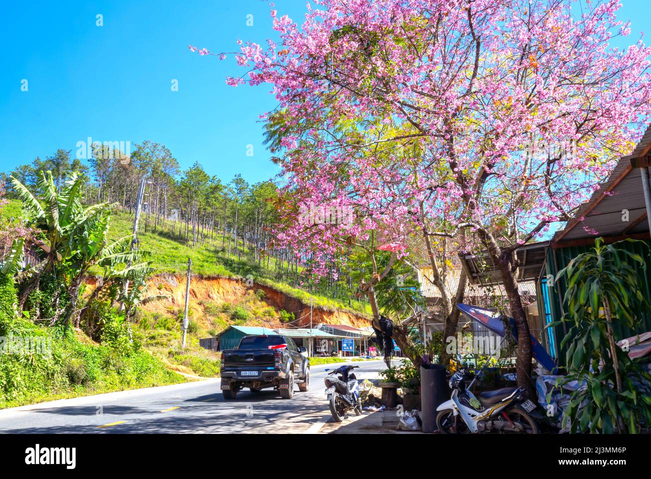 Traffic on the country road with a foreground of cherry blossom merges ...