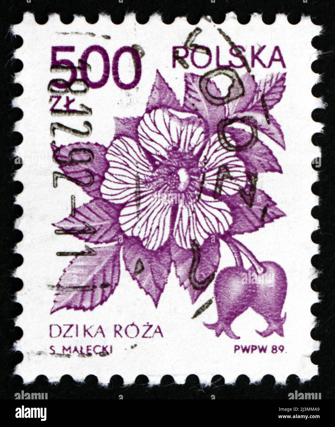 POLAND - CIRCA 1989: a stamp printed in the Poland shows Wild Rose ...