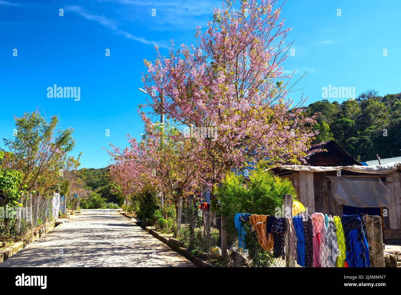Cherry apricot trees blooming on a sunny spring morning in front of a small roadside house in ...