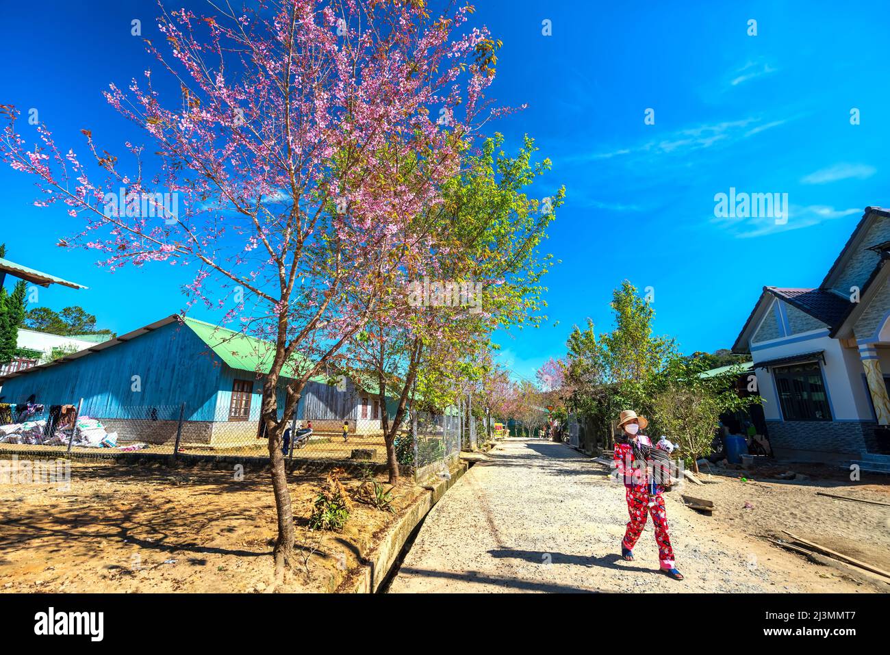 Cherry apricot trees blooming on a sunny spring morning in front of a small roadside house in ...
