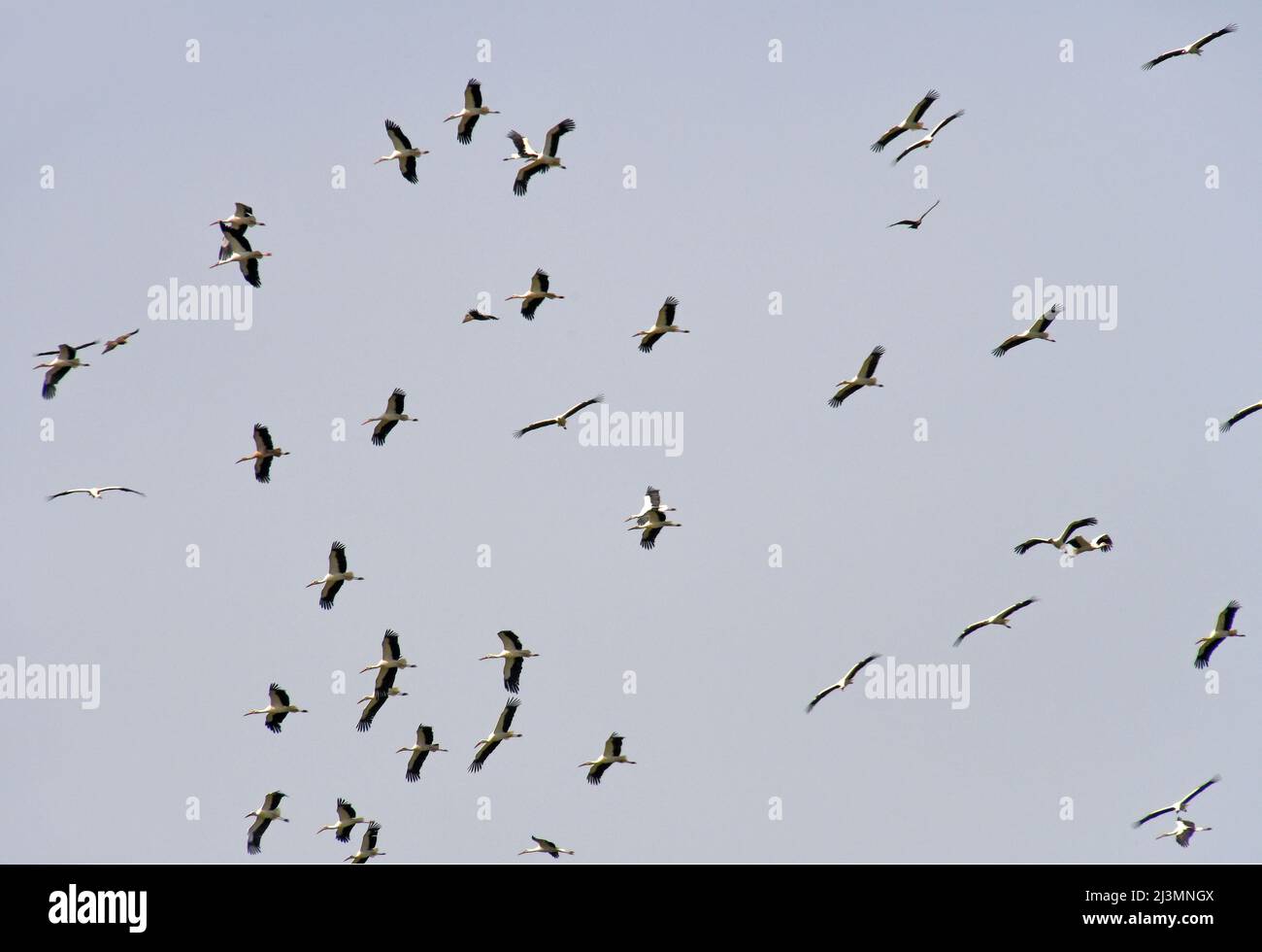 White stork flock during migration Stock Photo - Alamy