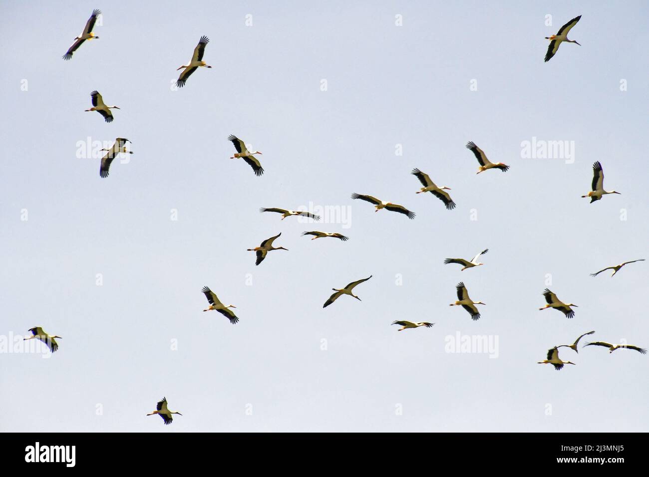 White stork flock during migration Stock Photo - Alamy