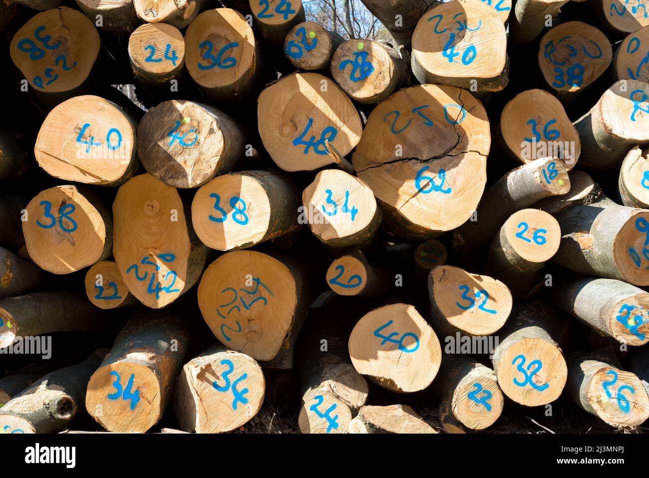 Numbered tree hi-res stock photography and images - Alamy