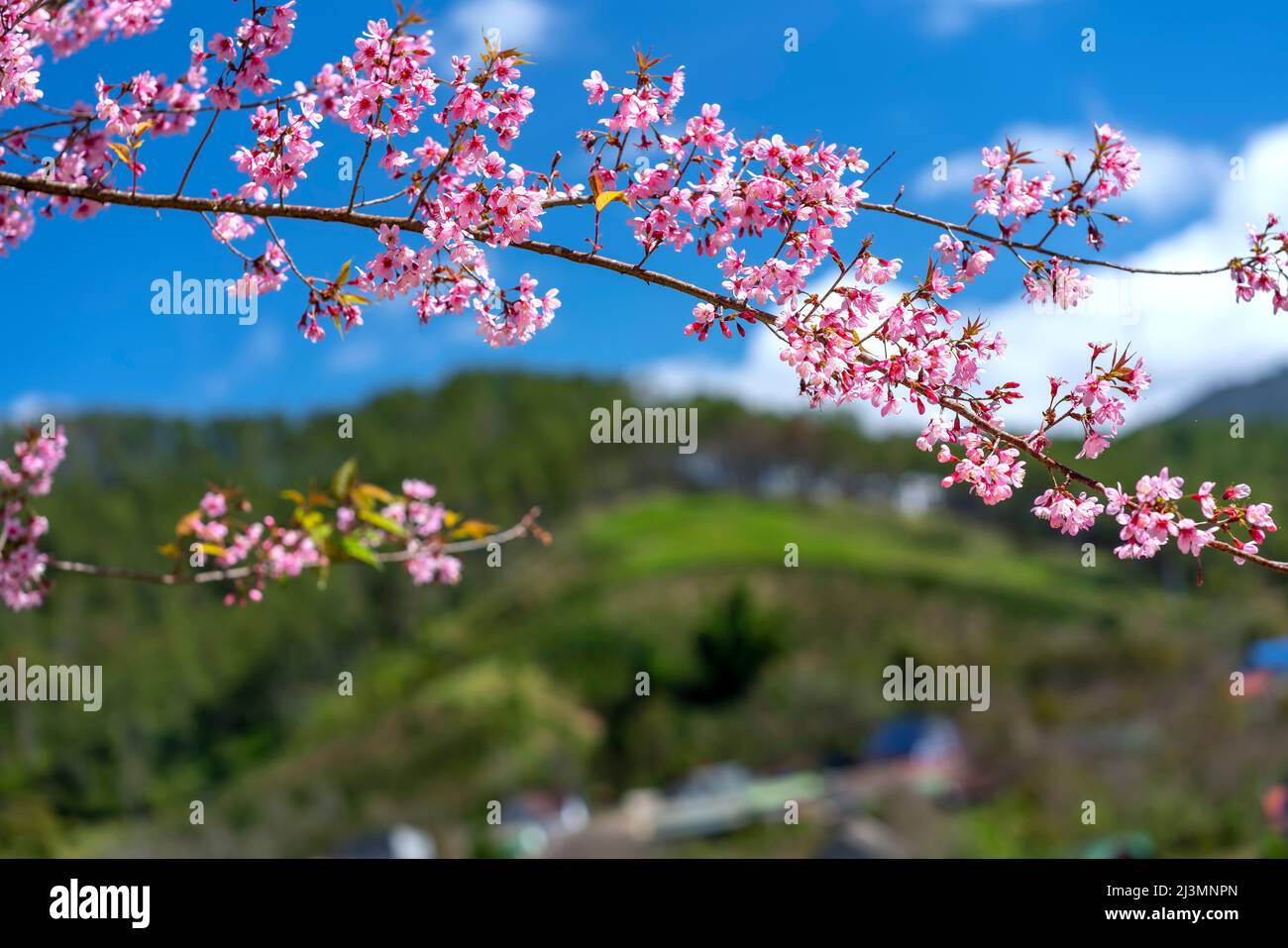 Spring flowers in the small town with cherry blossoms as the foreground ...