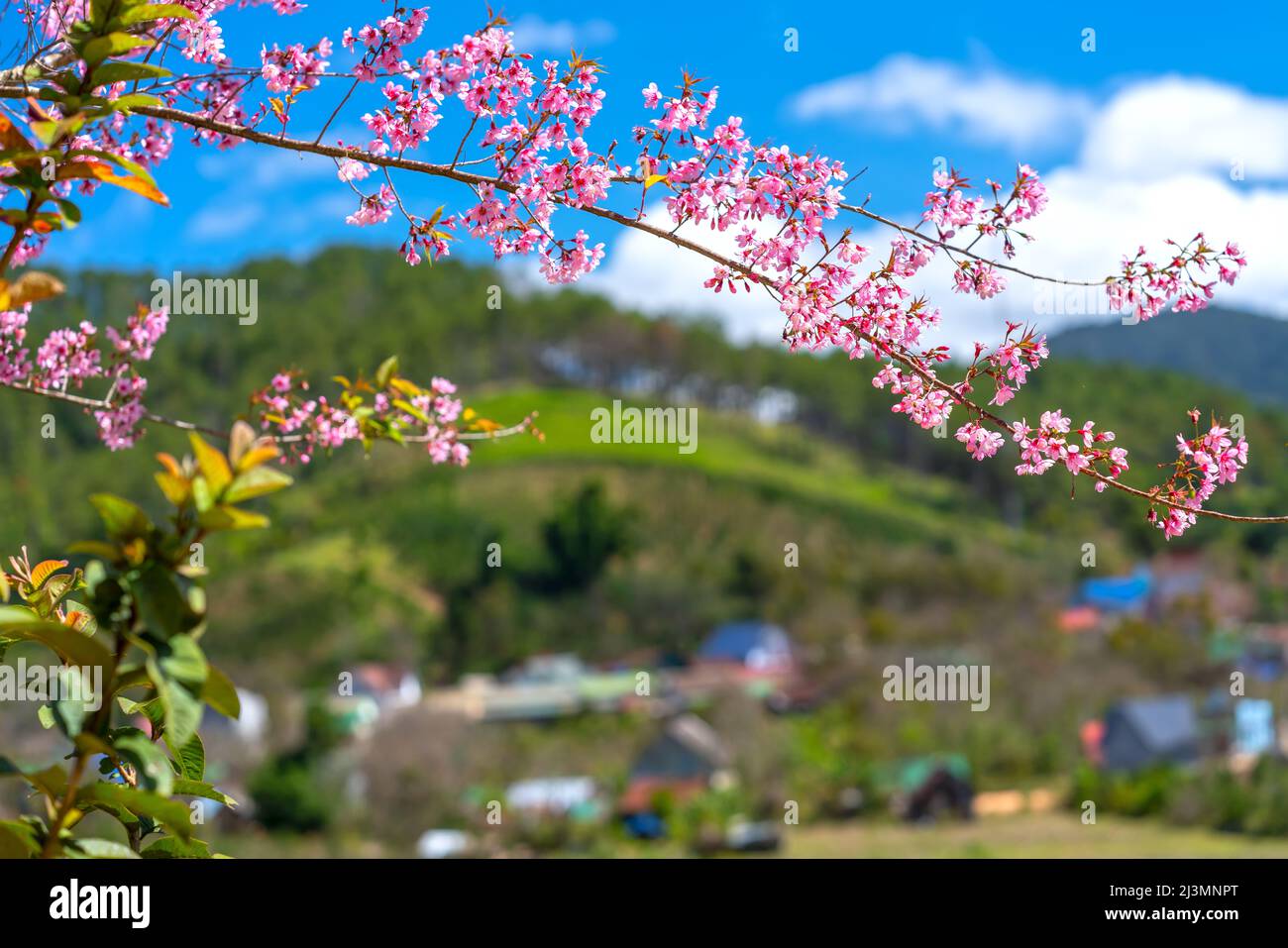 Spring flowers in the small town with cherry blossoms as the foreground ...