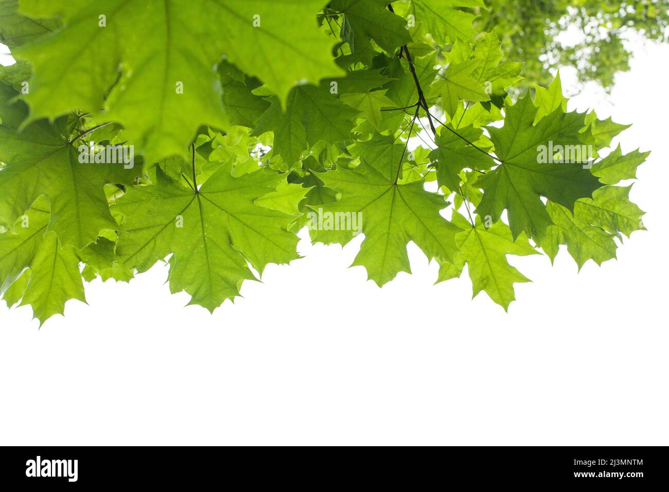 Green leaves on white background. Isolated foliage Stock Photo - Alamy