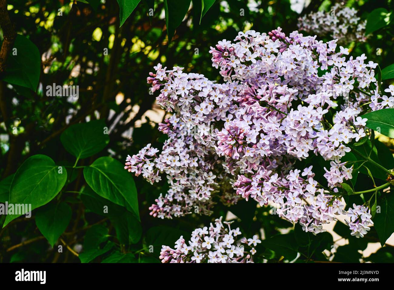 Lovely branches of spring lilac with green leaves Stock Photo - Alamy