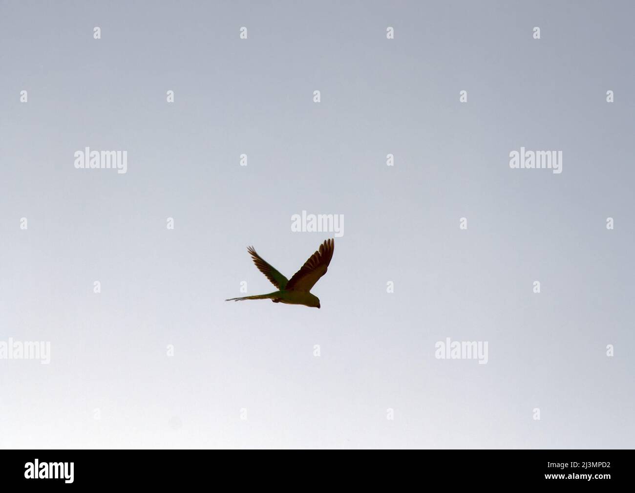 Kramer parrot hi-res stock photography and images - Alamy