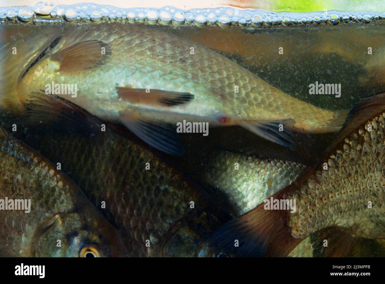 Dead fish on the pond, mass poisoning. light fish carp on dark ...