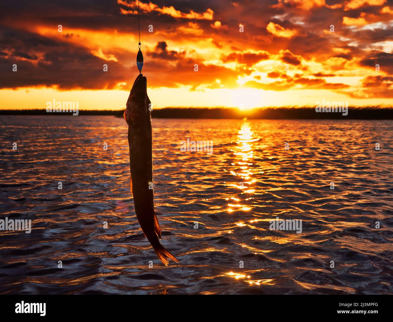 Fishing at sunset. Catching predatory fish on spinning. Sunset colors ...