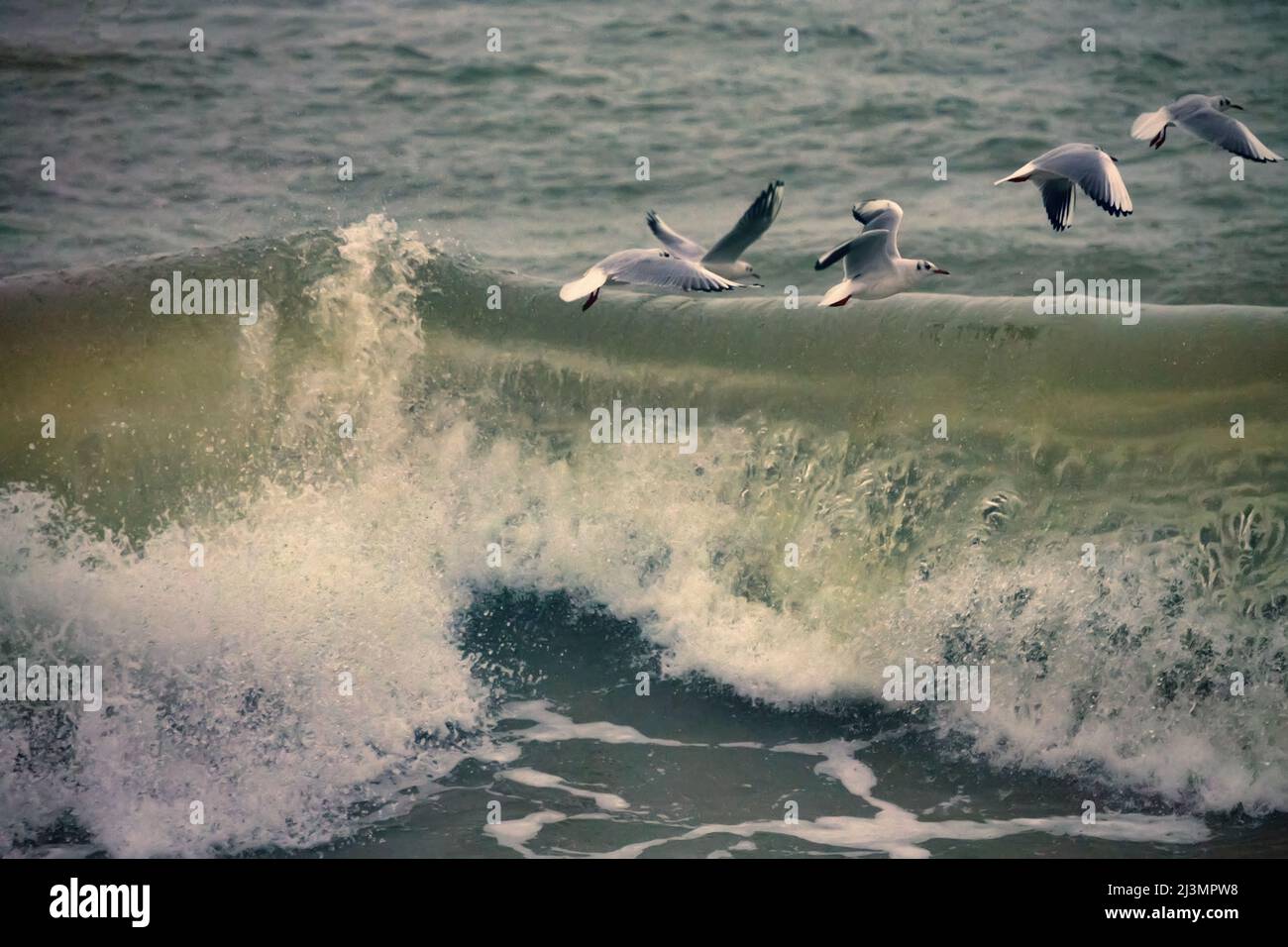 Raging bird hi-res stock photography and images - Alamy