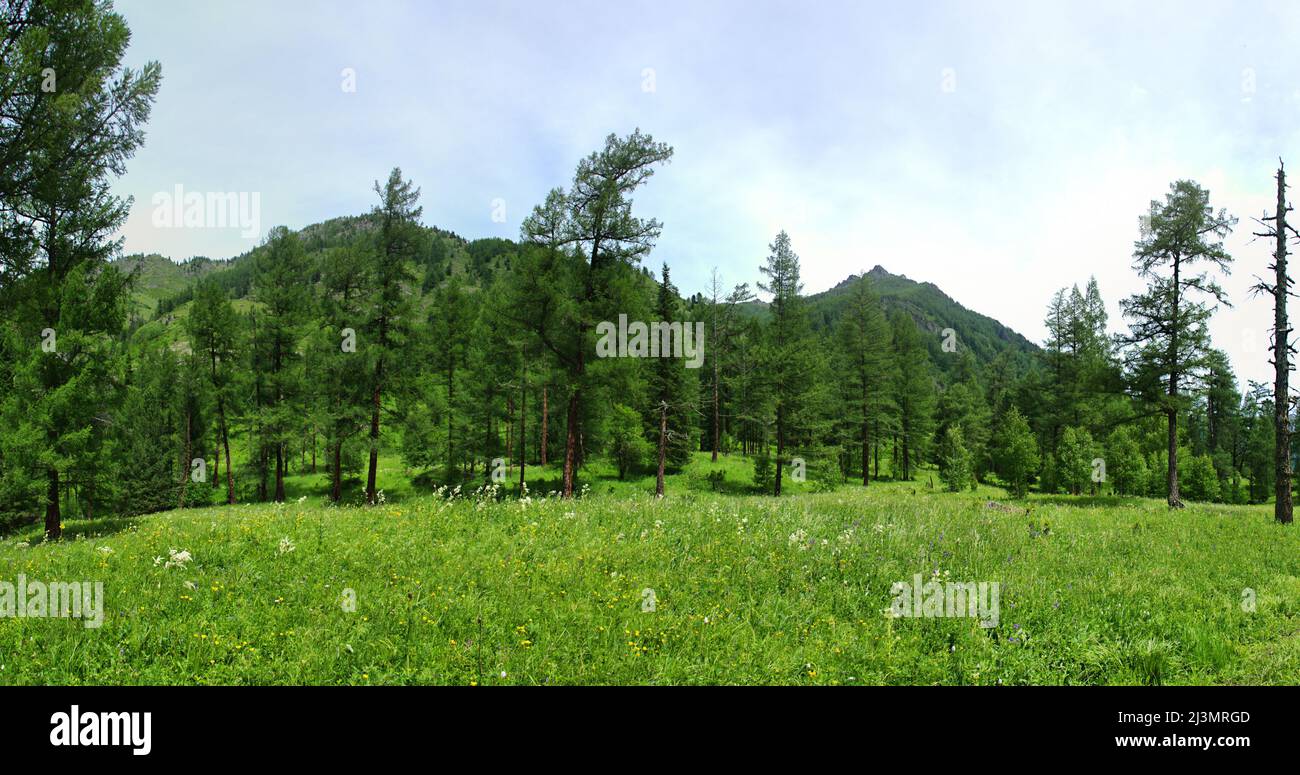 Coryphium hi-res stock photography and images - Alamy