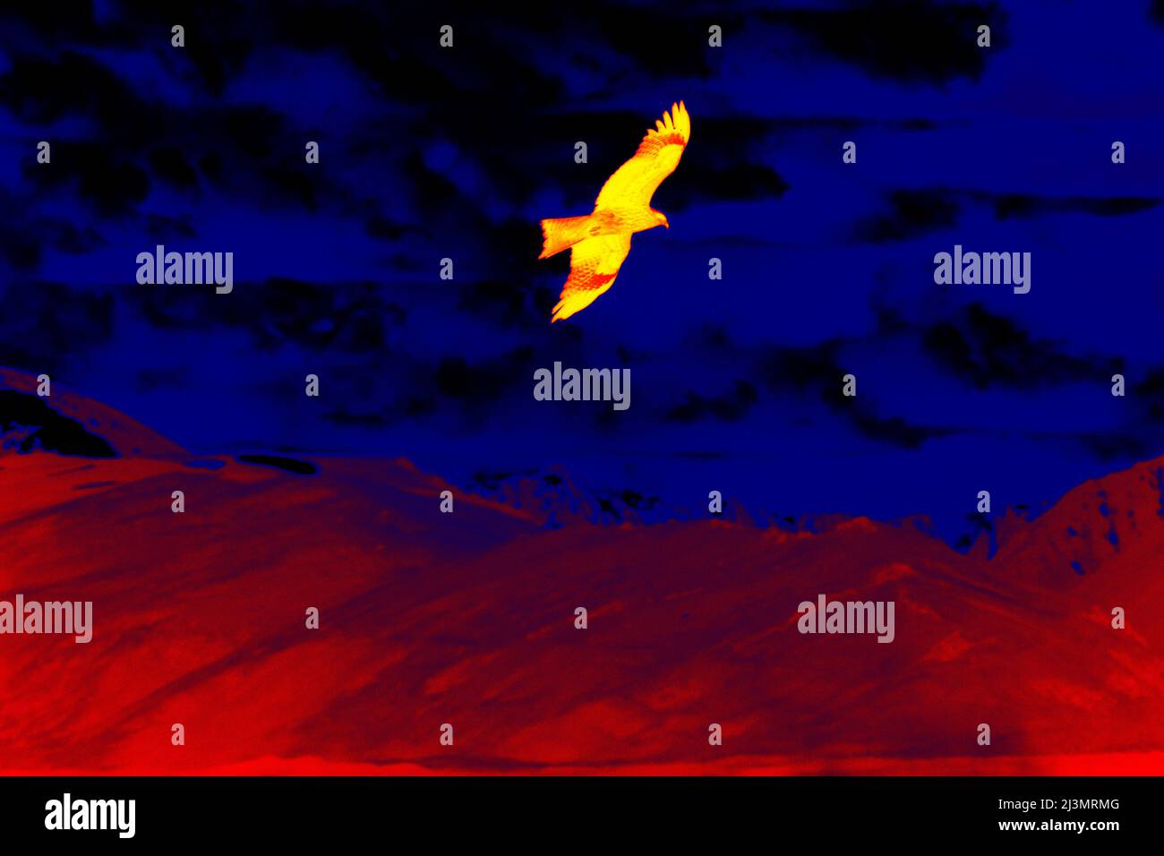 A bird of prey in flight. Close-up. Illustration of thermal image Stock ...
