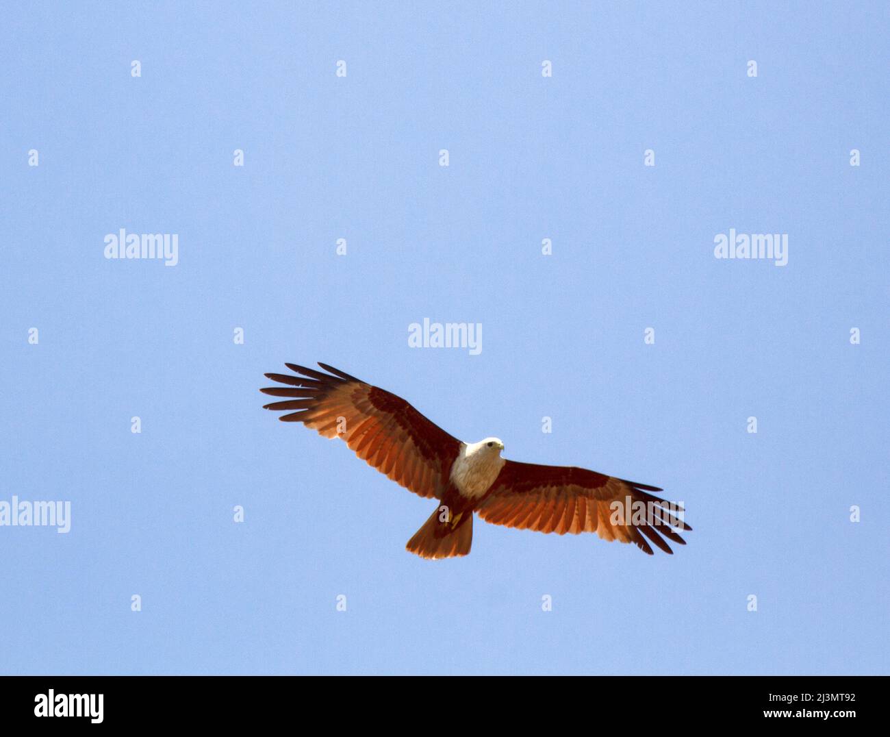 Brahmine Kite (Haliastur indus indus) flying. Birds Of India Stock ...