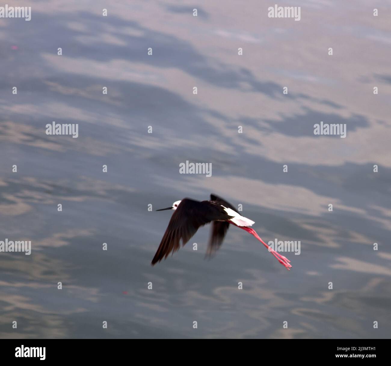 black-winged stilt (Himantopus himantopus) bird in flight. Malabar ...