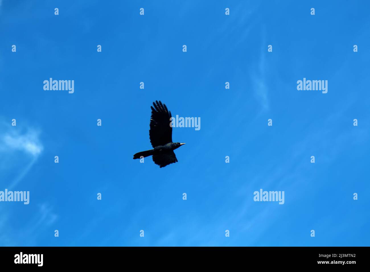 Indian Glossy Black Raven, House crow (Corvus splendens) in cities of ...