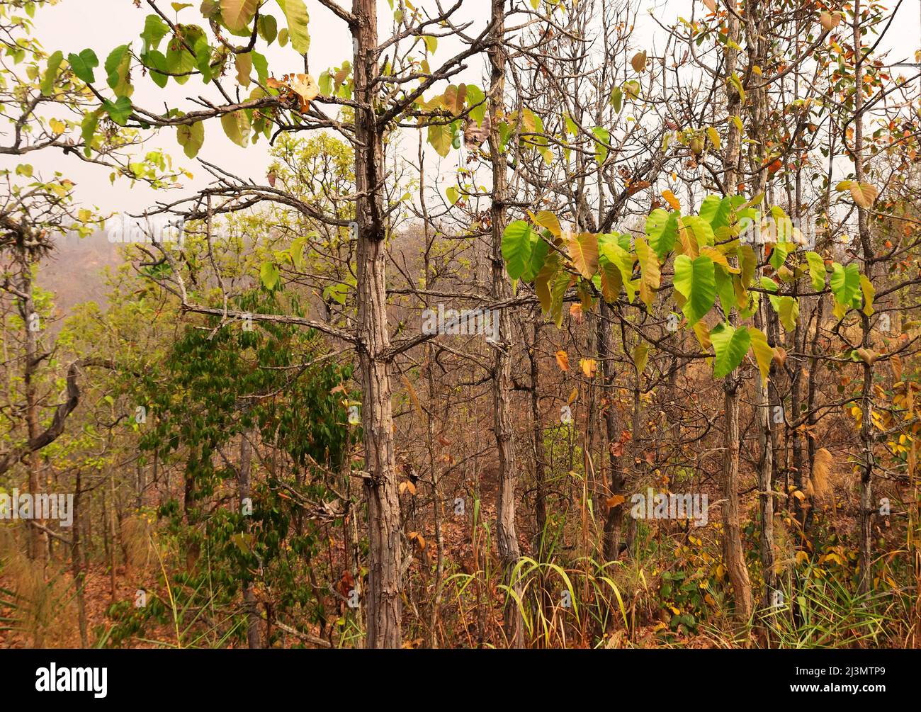 Semi arid terrain hi-res stock photography and images - Alamy