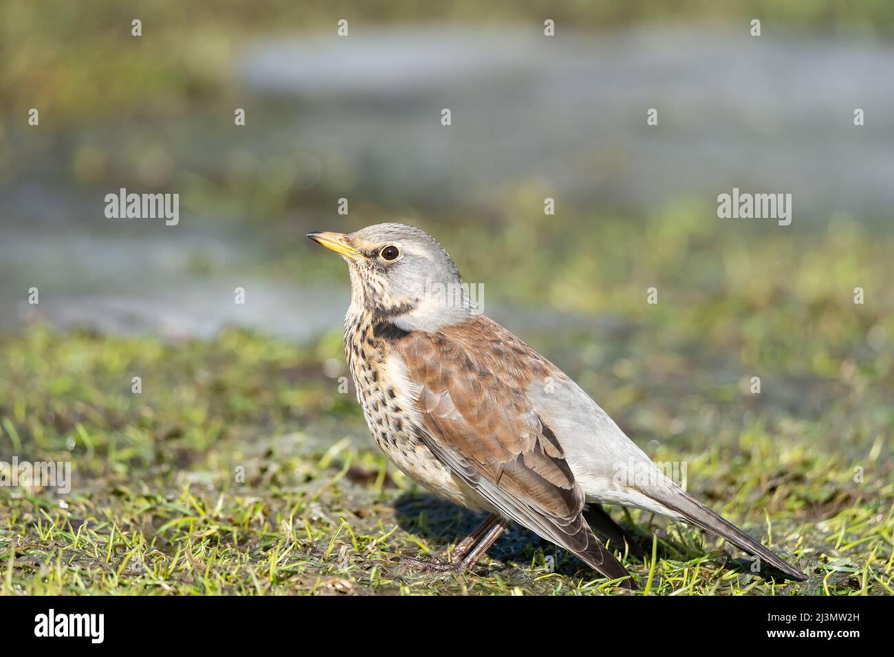 Male mistle thrush hi-res stock photography and images - Alamy