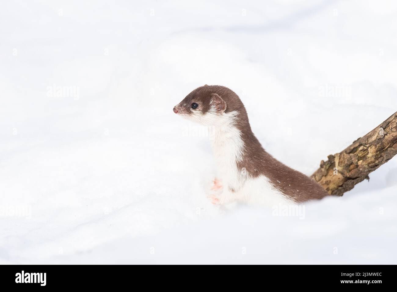 A short-tailed weasel pops its head out from the snow while hunting for ...