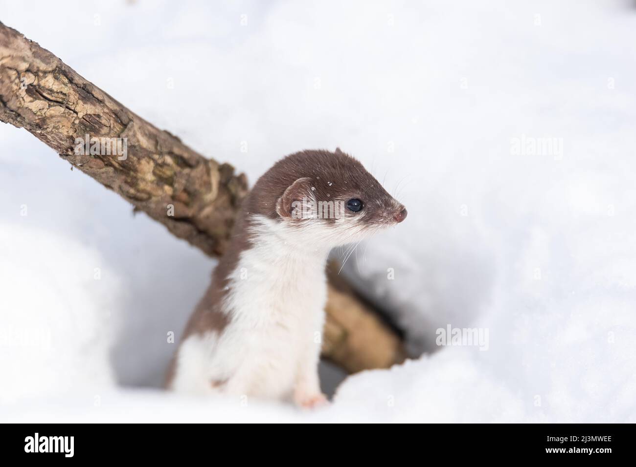 A short-tailed weasel pops its head out from the snow while hunting for ...