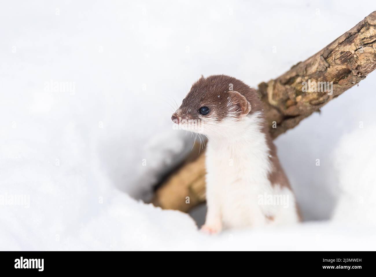 A short-tailed weasel pops its head out from the snow while hunting for ...