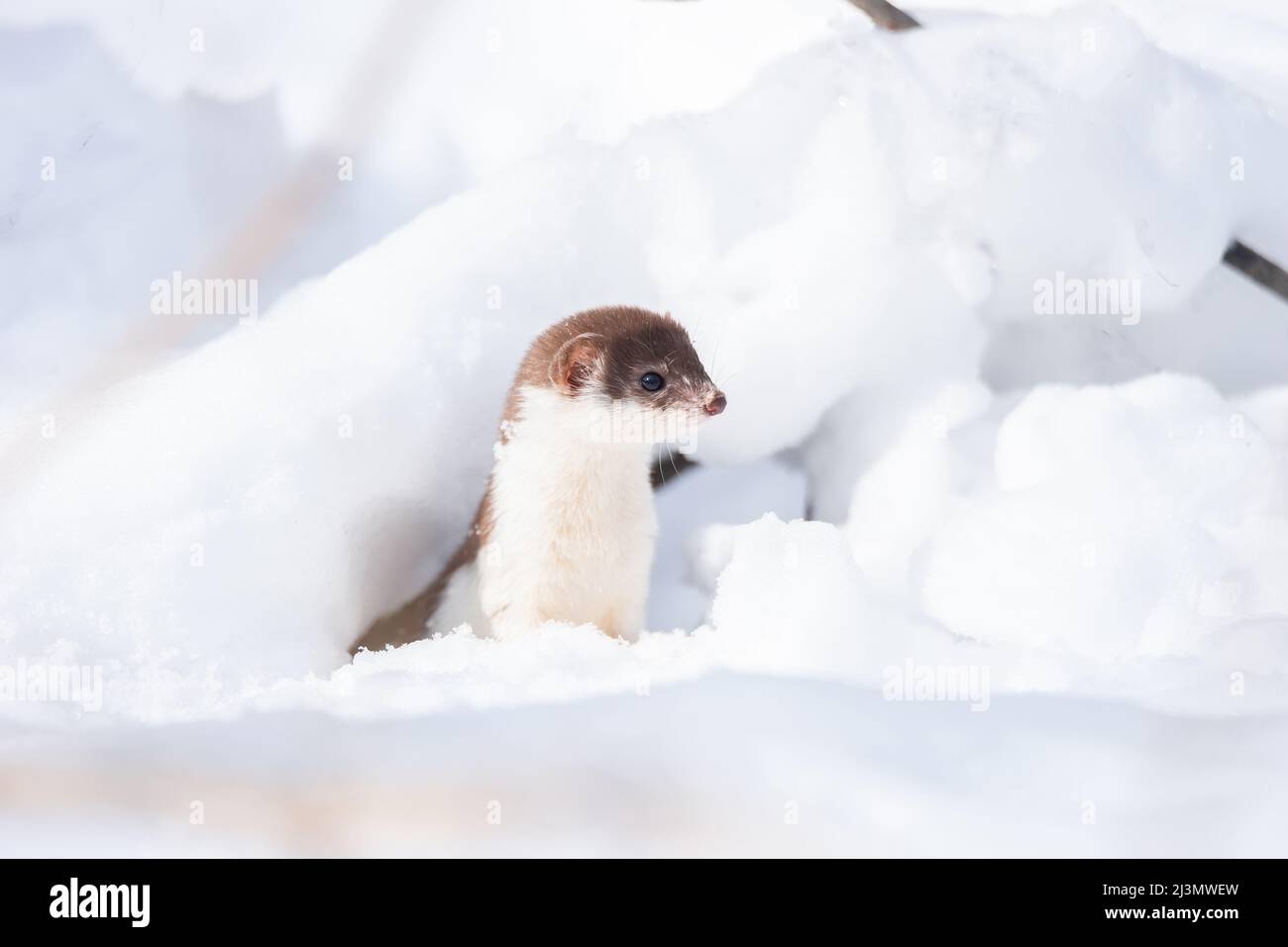 A short-tailed weasel pops its head out from the snow while hunting for ...