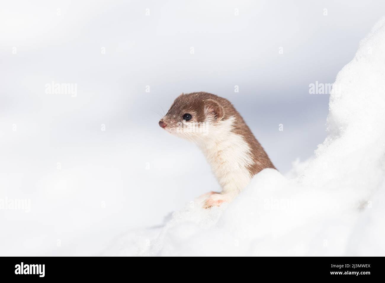 A short-tailed weasel pops its head out from the snow while hunting for ...
