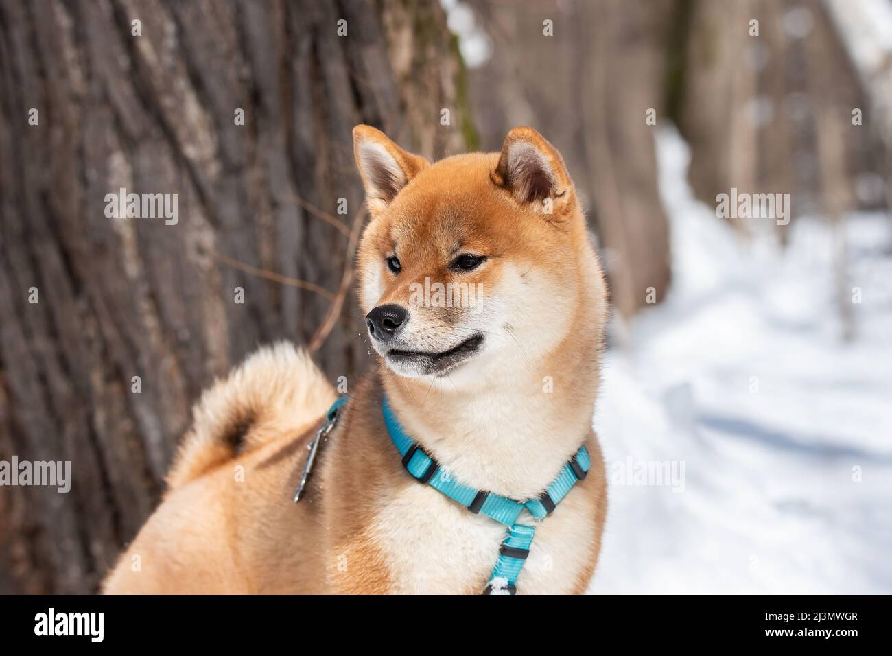 Profile Portrait of cute and happy shiba inu puppy stacking in the ...