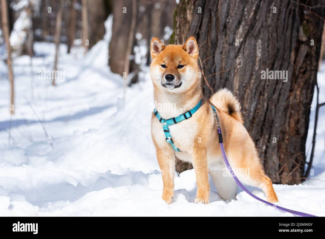Profile Portrait of cute and happy shiba inu puppy stacking in the ...