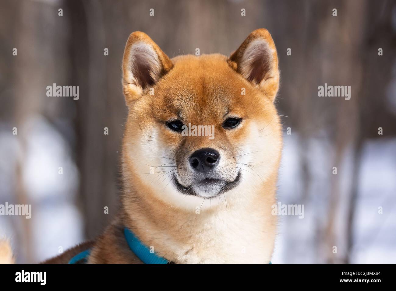 Profile Portrait of cute and happy shiba inu puppy stacking in the ...