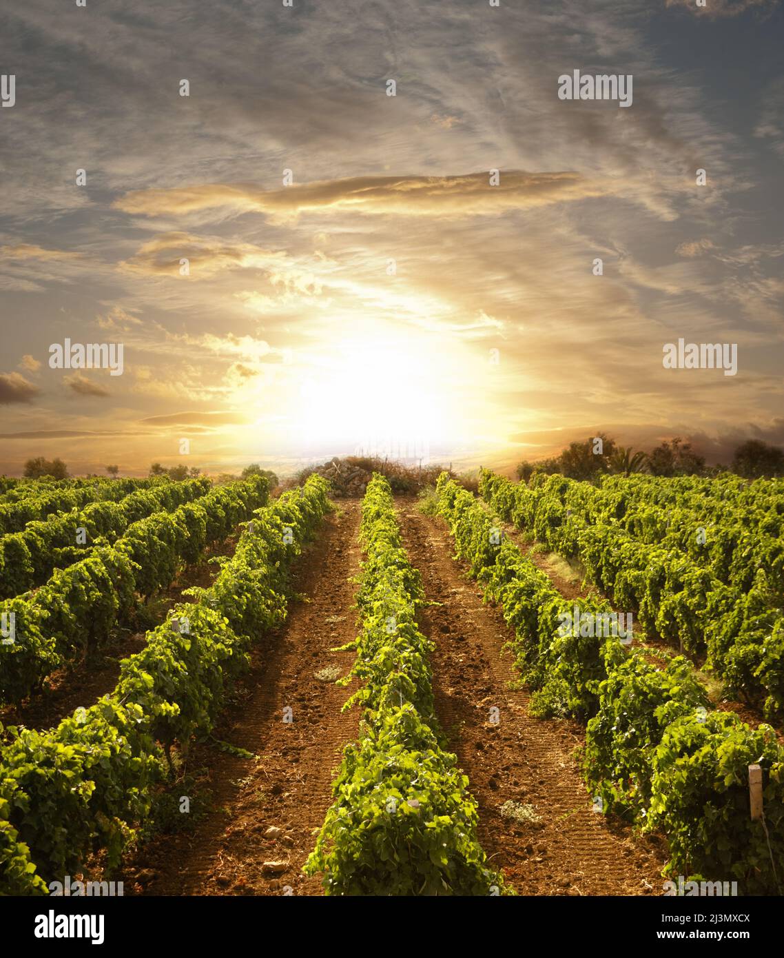 Sicilian vines hi-res stock photography and images - Alamy