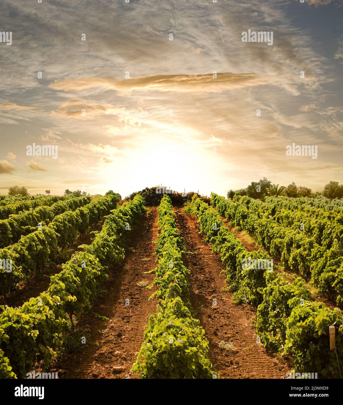 Sicilian vines hi-res stock photography and images - Alamy