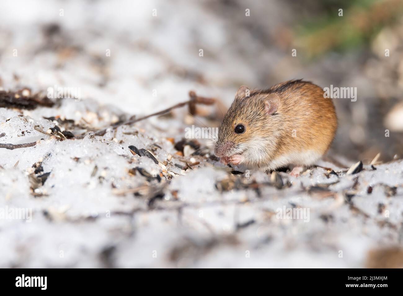 Striped Field Mouse