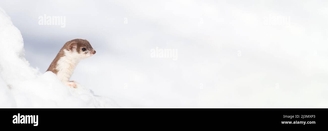 A short-tailed weasel pops its head out from the snow while hunting for ...