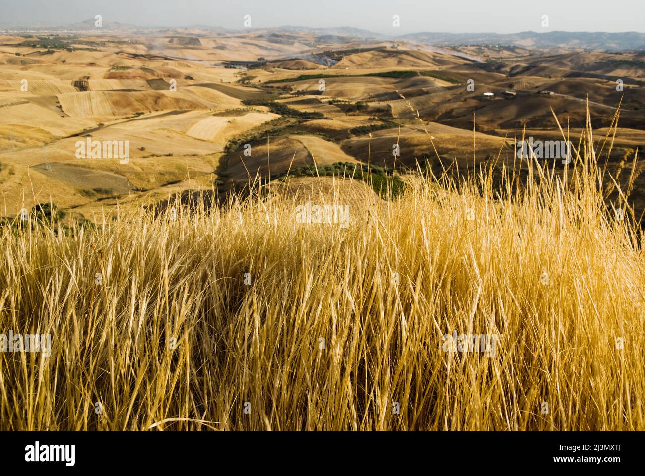Dried golden grass stems hi-res stock photography and images - Alamy