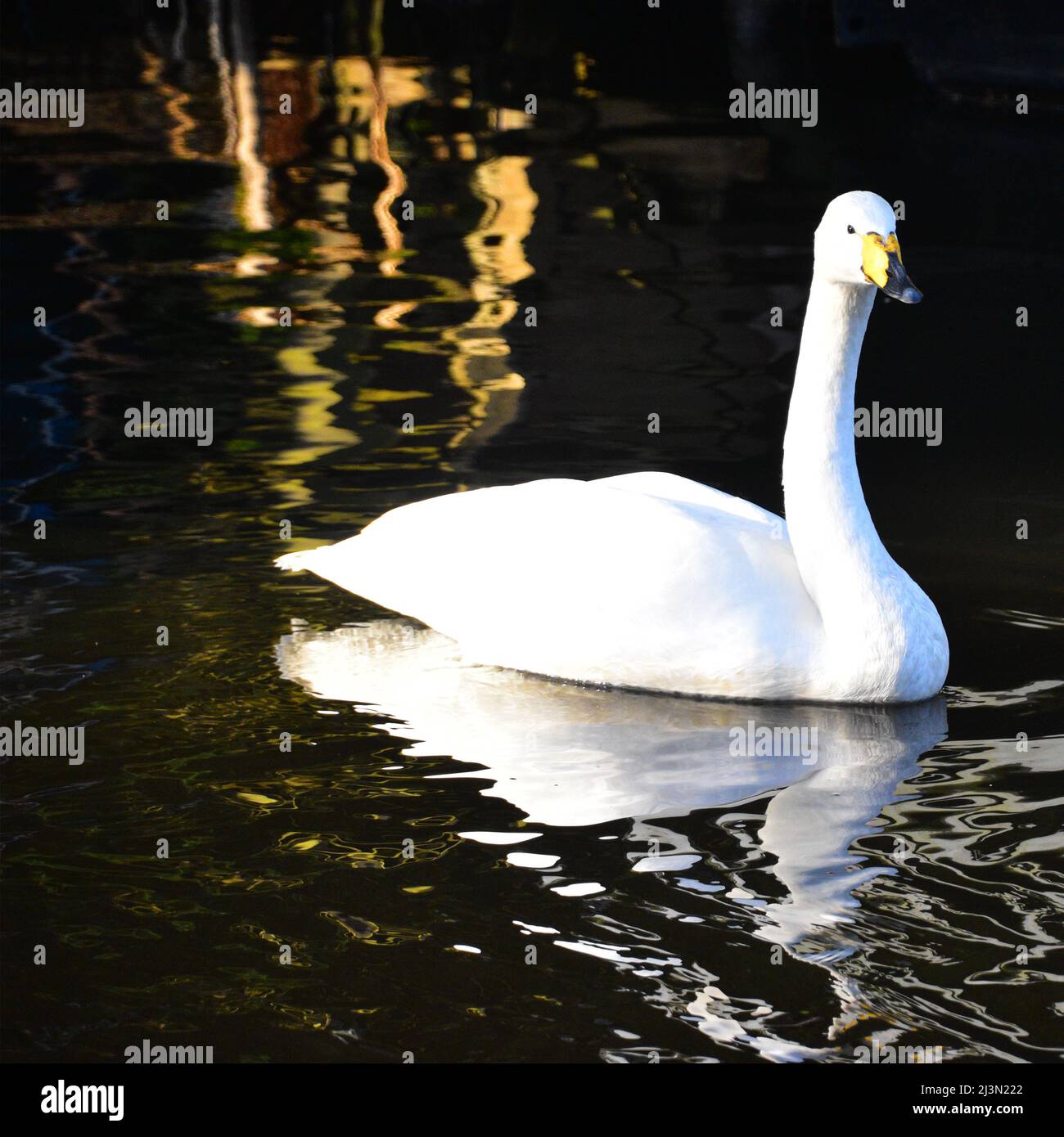 Common whooper hi-res stock photography and images - Alamy