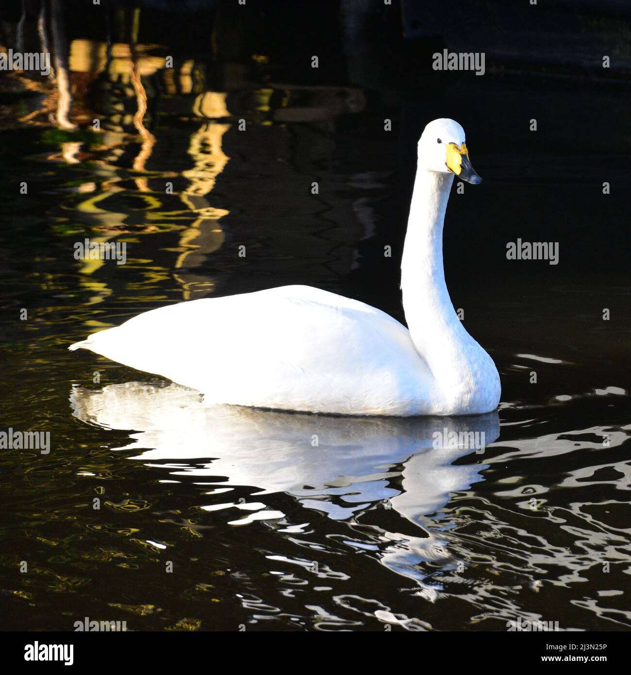 Common whooper hi-res stock photography and images - Alamy