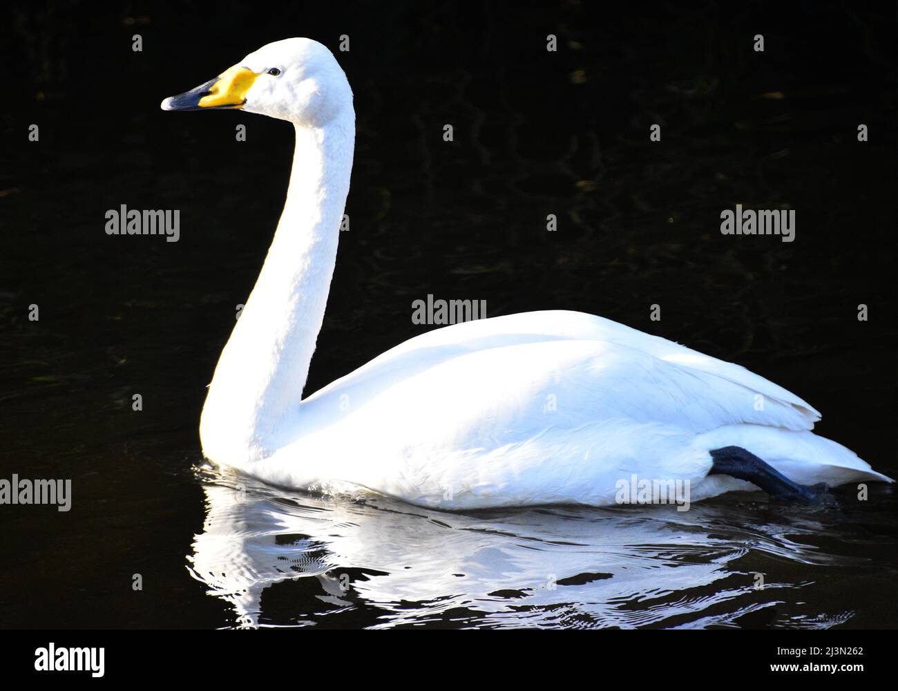 Common whooper hi-res stock photography and images - Alamy