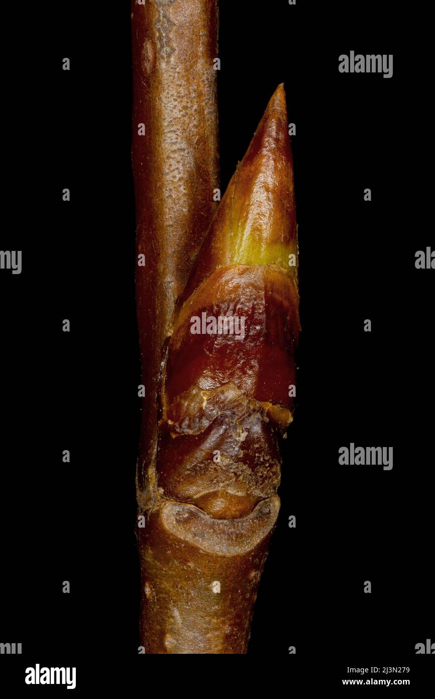 Populus tremula botanical illustration hi-res stock photography and ...