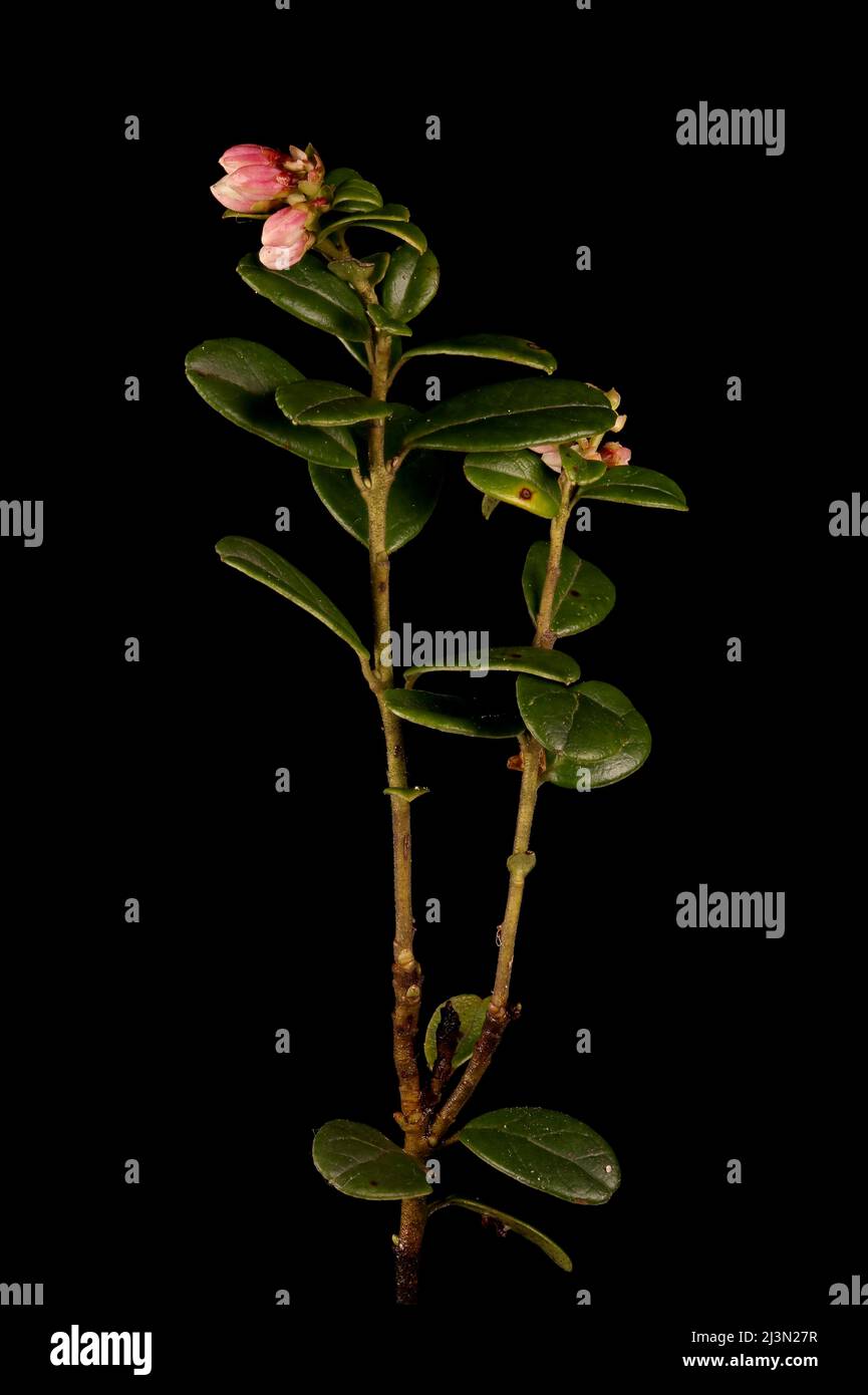 Revolute margin hi-res stock photography and images - Alamy