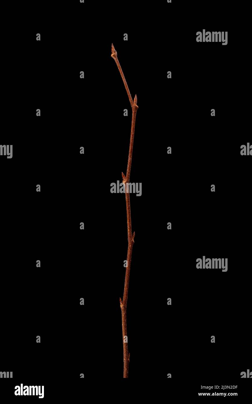 Elm twig hi-res stock photography and images - Alamy