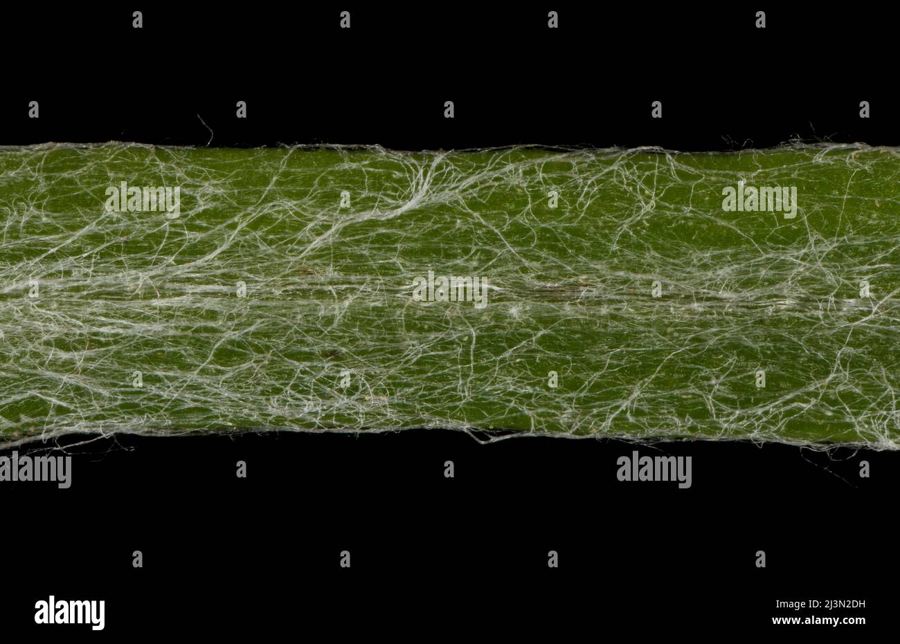 Omalotheca sylvatica hi-res stock photography and images - Alamy