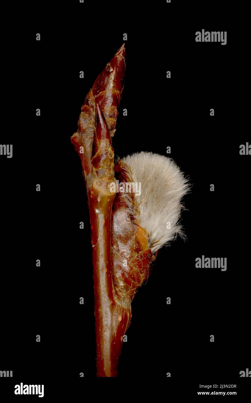 Populus tremula botanical illustration hi-res stock photography and ...