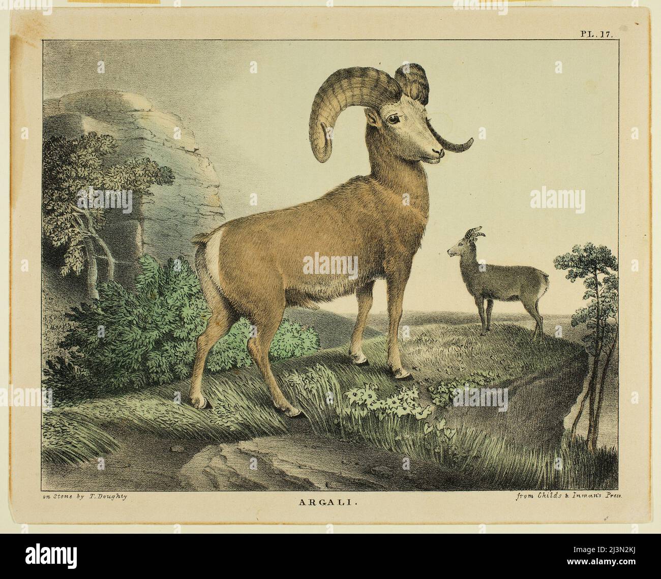 American argali hi-res stock photography and images - Alamy